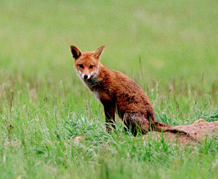 Le Renard